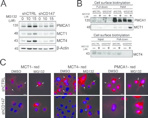 Cd147 Plays A Chaperone Role For Its Partner Proteins A Proteasomal