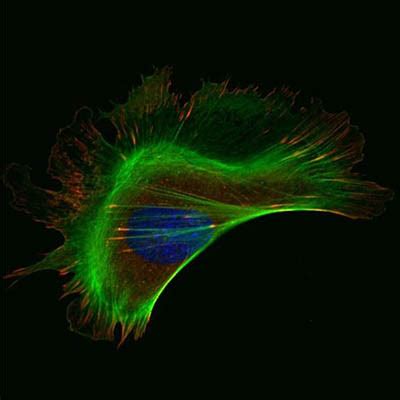 Research Johns Hopkins Physical Sciences Oncology Center