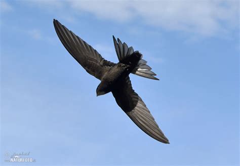 Common Swift Photos Common Swift Images Nature Wildlife Pictures Naturephoto
