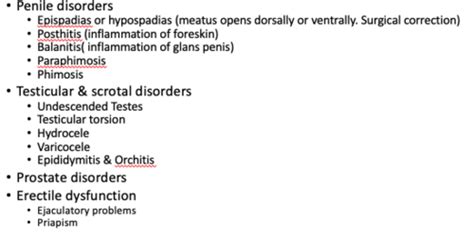 Male Reproduction Flashcards Quizlet