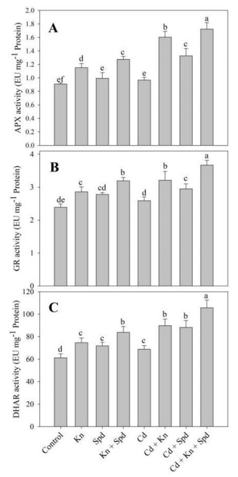 Effect Of Cadmium Stress On Activity Of A Ascorbate Peroxidase B