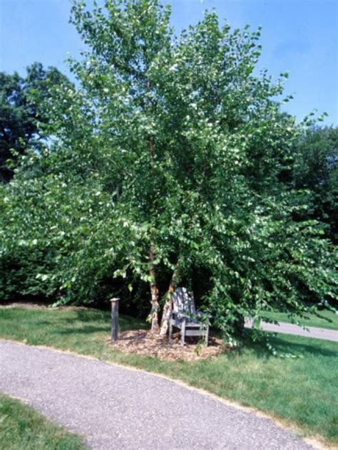 Trees For Multi Season Color HGTV