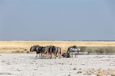 Group Of Wilderbeests Grasing On A Meadow In The Savanna Of The Nata