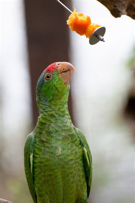 100 Parrot Wallpapers