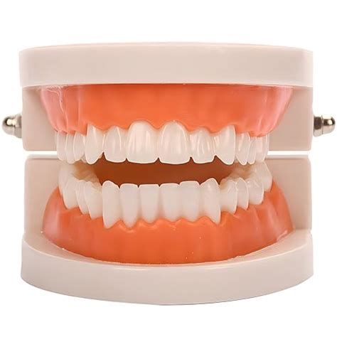All You Need To Know About Ball Python Teeth Anatomy Functions Care