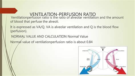 Gas Diffusion In Lung Pptx