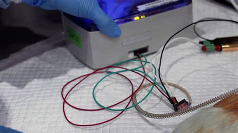 Chronic Electrophysiology Testing And Abdominal Vagus Nerve Stimulation Using An Implanted