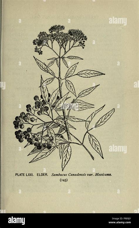 This Tree Guide Provides Identification Details And Characteristics Of Various Tree Species