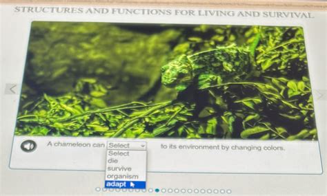 Solved Structures And Functions For Living And Survival A Chameleon Can Select To Its