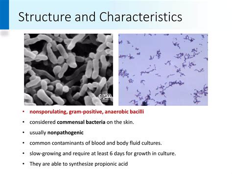 Propionibacterium Acnes Symptoms