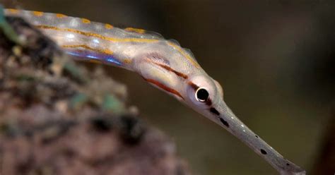 100 Pipefish Wallpapers