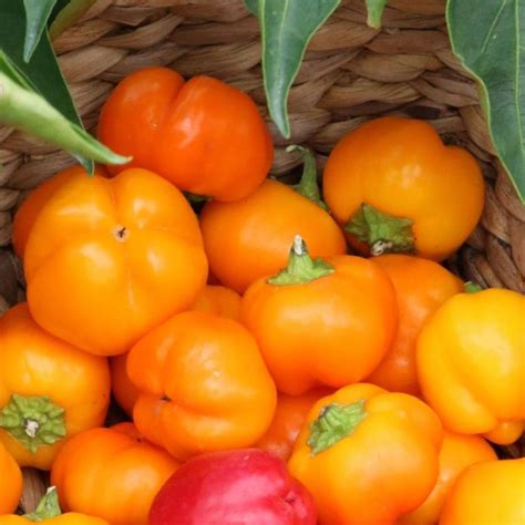 Capsicum Mini Sweet Yellow