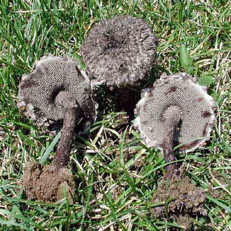 Strobilomyces Strobilaceus