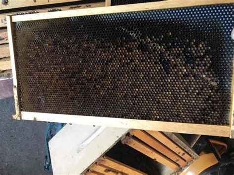 saving discarding frames of bee bread beesource beekeeping forums