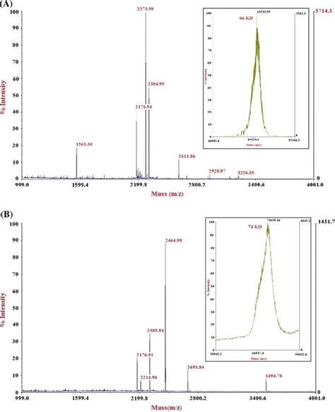 Maldi Tof Analysis Of Peptides After In Gel Tryptic Digestion Of Phy I Download Scientific