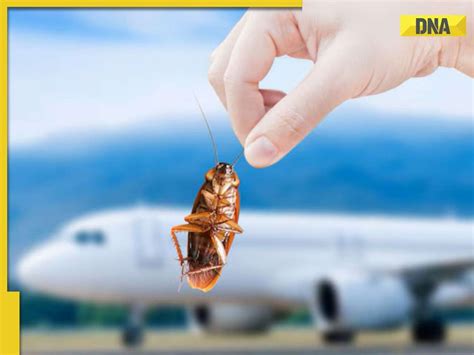 Cockroach Found Hanged In Mid Air Cabin Defect Book Of Dubai Bound