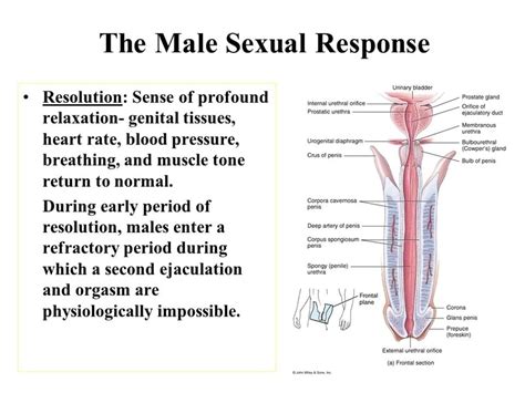 Sex Education Male Refractory Period Review Adultsmart