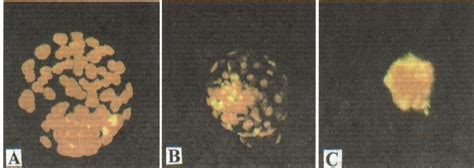 Figure 1 From The Effect Of Nitric Oxide On Mouse Pre Im Plantation Embryo Development And