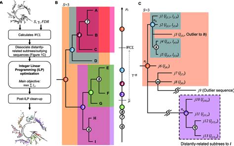 schematics of phyclip workflow and inference a workflow of phyclip