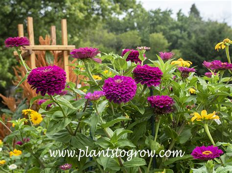 Purple Prince Zinnia Zinnia Elegans Plants To Grow Plants