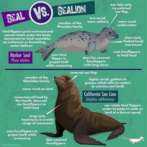 Seal Vs Sea Lion Comparison Educational Marine Life Info Seal