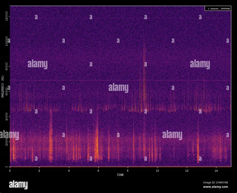 Common Pipistrelle Pipistrellus Pipistrellus Stock Photo Alamy