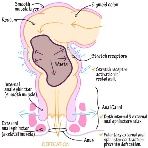 Defecation Process