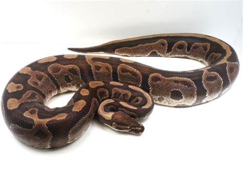 Sable Het Pied Ball Python By New England Reptile Distributors Morphmarket