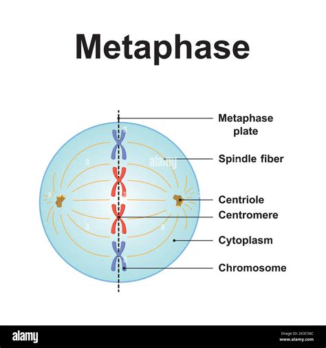 Metaphase Of Mitosis