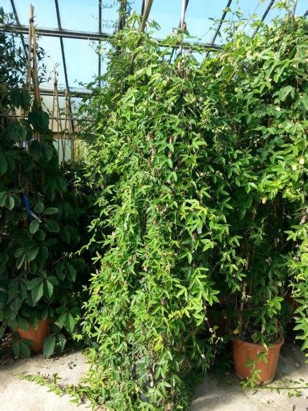 Passiflore Bo Végétal