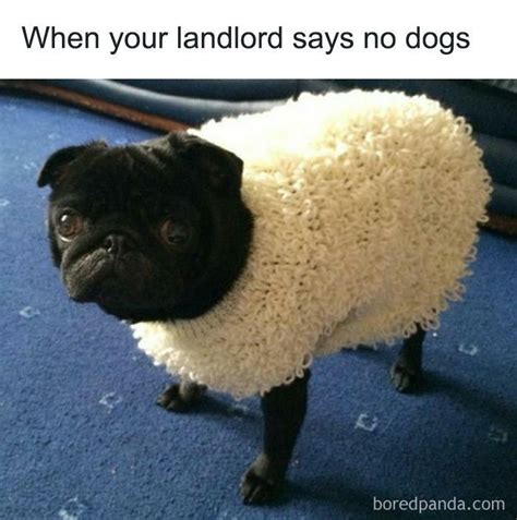 63 Funny Animal Memes That Prove Pets Are The Ultimate Comedians