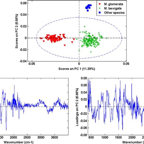 score plot of principal component analysis pca and loadings plot of