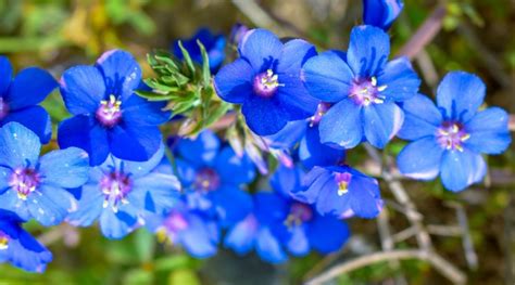 Different Types Of Blue Flowers