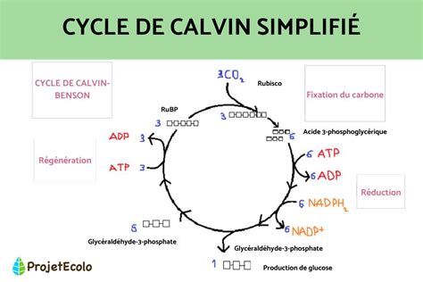 CYCLE DE CALVIN SIMPLIFIÉ qu est ce que c est et PHASES du cycle Résumé