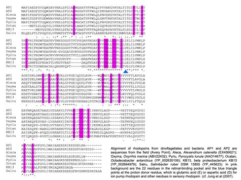 Rhodopsin Molecular Ecology Of Phytoplankton