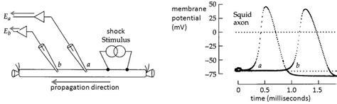 Action Potential Propagation Physiology