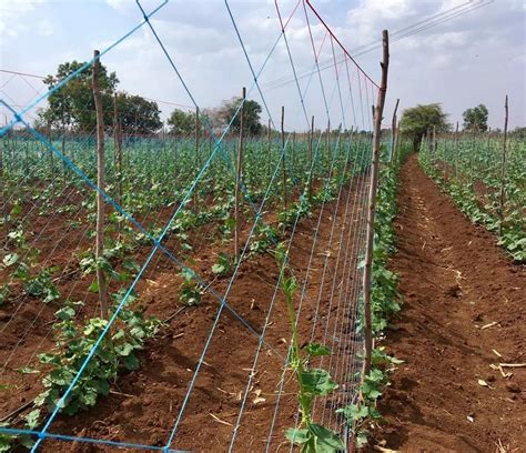 Crop Support Net At ₹ 3square Meter New Items In Meerut Id