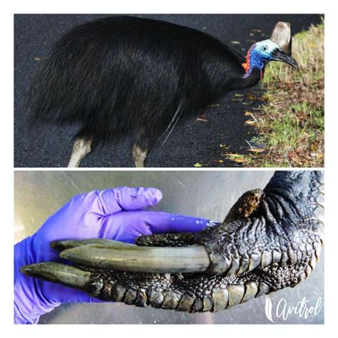 Cassowary Flightlessbirds Birdwatching Jurassicpark Avitrol