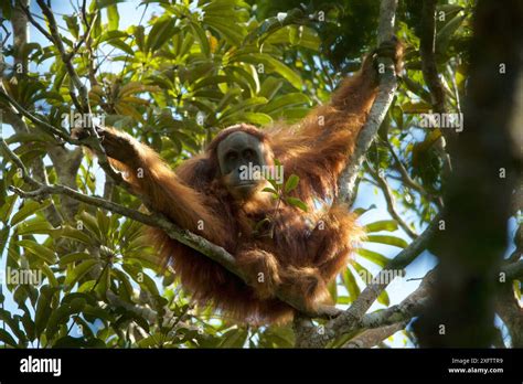 Tapanuli Orangutan Pongo Tapanuliensis Unidentified Unflanged Adult
