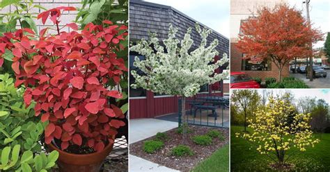 Best Flowering Ornamental Trees