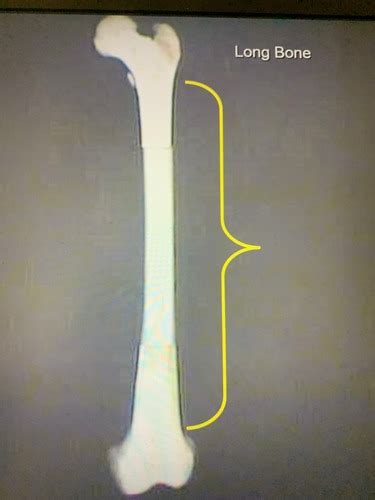 Aandp Quiz 3 Neal Schmidt Flashcards Quizlet