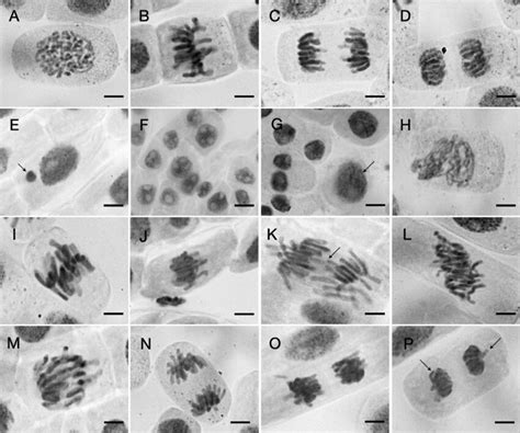 Mitotic Abnormalities Induced By The Diaporthe Etoac Fraction In The