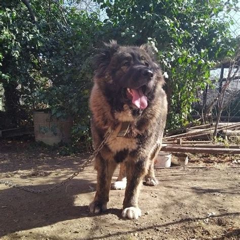 ბაბილინა