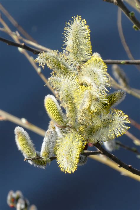 무료 이미지 솜틀 고양이 껍질 봄 꽃 털이 많은 화분 나무 분기 하늘 American Larch Lodgepole Pine 싹 작은 가지 식물