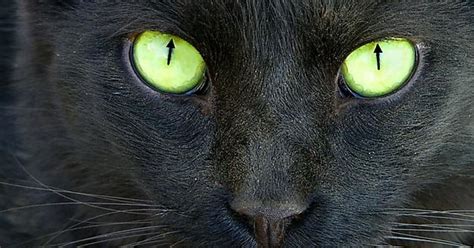 Quick Hypnocat Album On Imgur