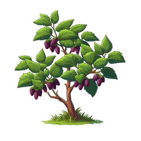 Raspberry Tree Painting Fruit Bushes Illustration