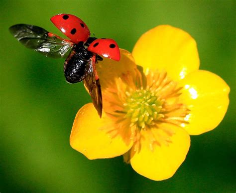 Ladybug Flying