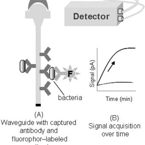 Schematic Representation Of The Fiber Optic Sensor For Detection Of