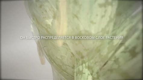 ФУНГИЦИД МИРАВИС® Нео ДЛЯ ЗЕРНОВЫХ. МЕХАНИЗМ ДЕЙСТВИЯ. - YouTube