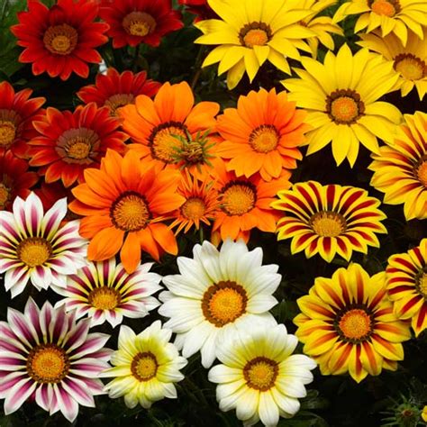 Gazania F1 Big Kiss Mix Seed